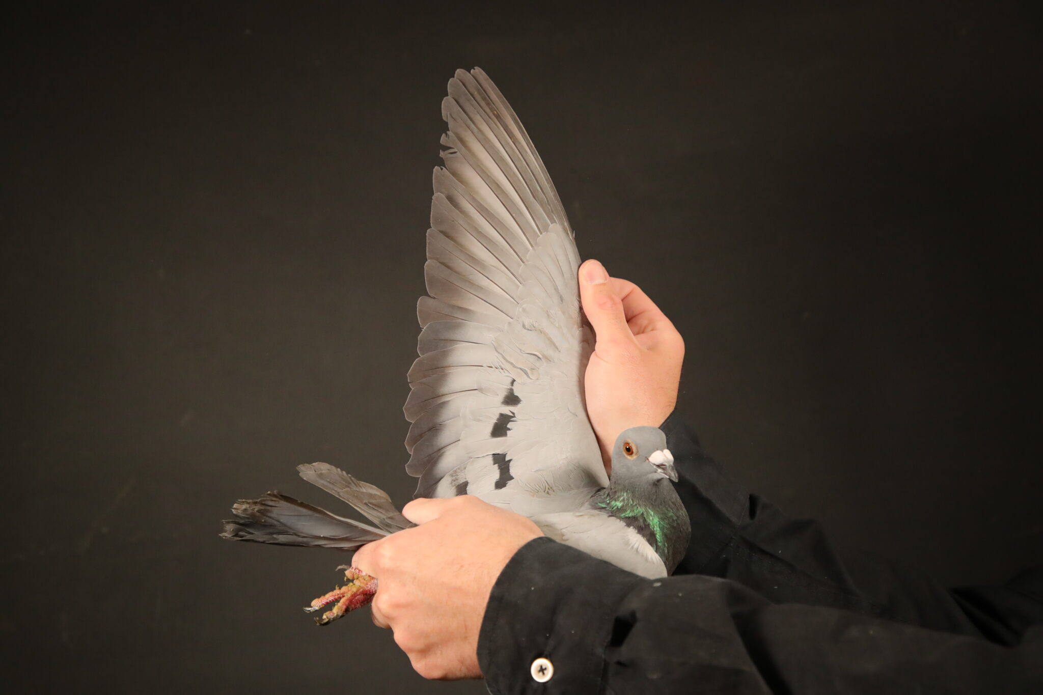 Z..LOT 140 AFRIKAPRO AUCTION 2 -Mountain Lofts – Murray & Mills – RKS Team B-ZA-24-MOUN-210 -2ND ...