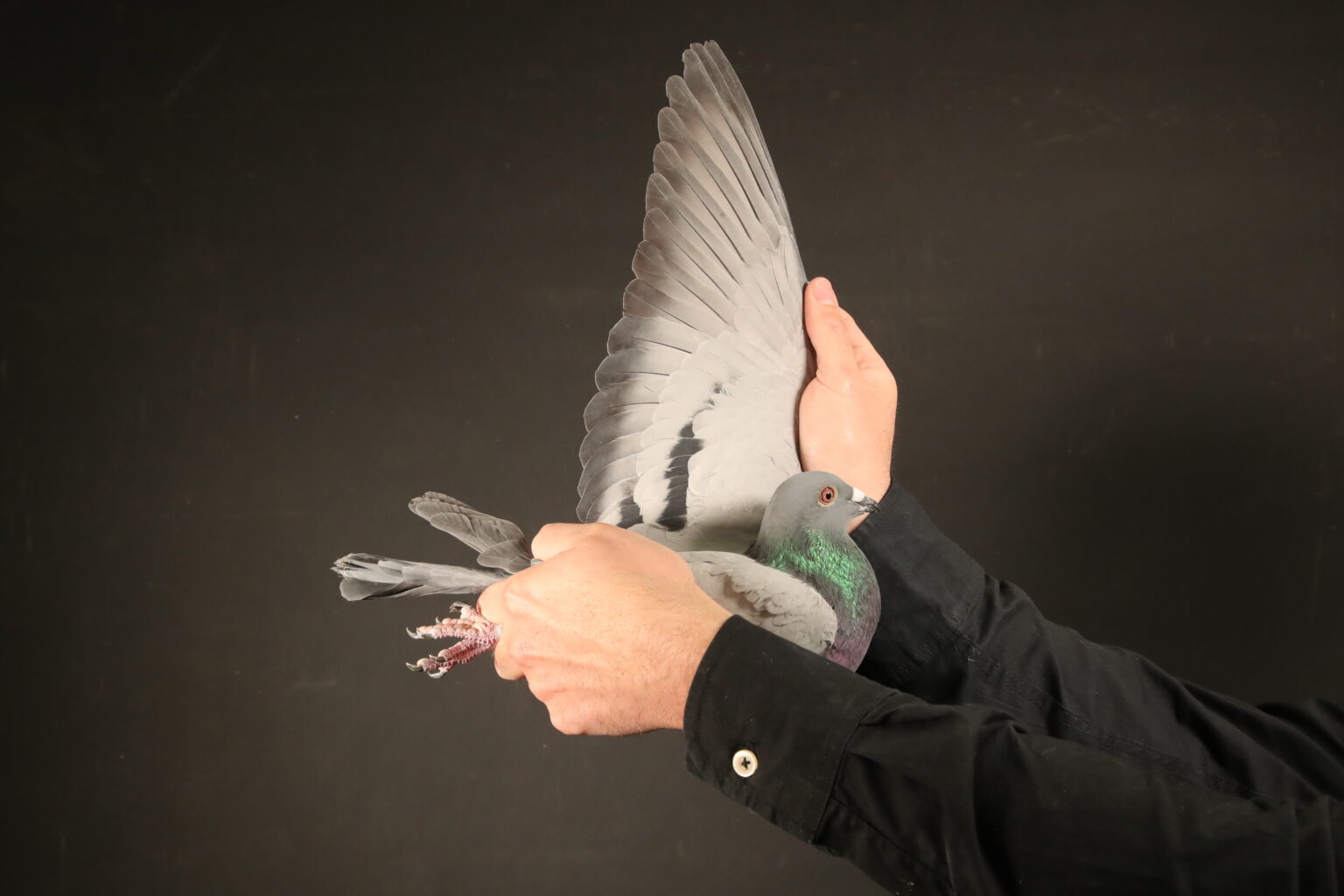 LOT 68 AFRIKAPRO AUCTION 1 – Mountain Lofts – Murray & Mills – RKS Team ...