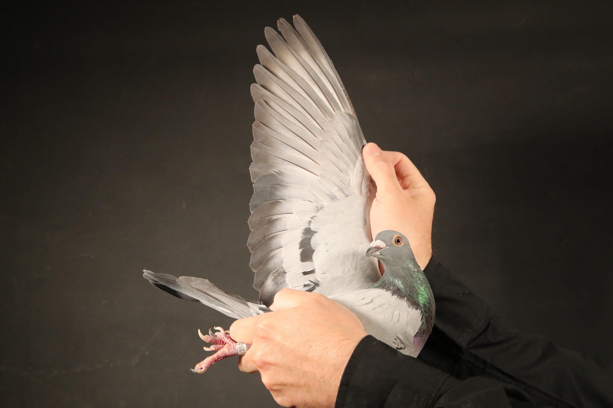 LOT 29 AfrikaPro Auction 2B – Oudeluck, Baard & Spammer – ZA-24-OUD-011