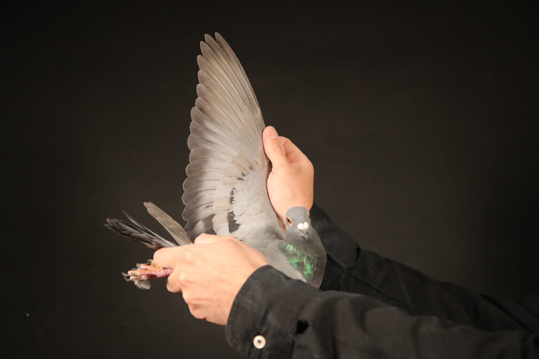 LOT 62 AFRIKAPRO AUCTION 2 -Webster Lofts-ZA-25-DIAZ-205 -Full sibling ...