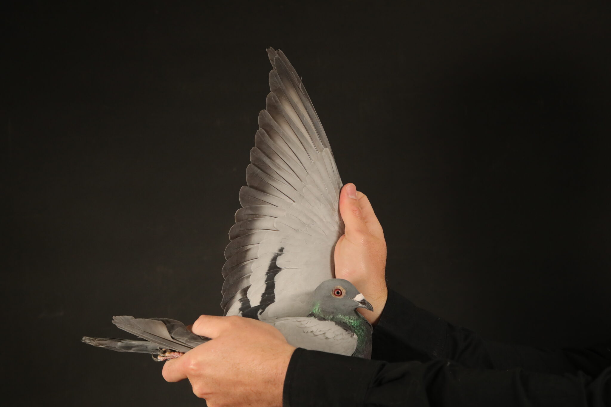 Z..LOT 124 AFRIKAPRO AUCTION 2 -East Cape Syndicate-ZA-25-DIAZ-473 ...