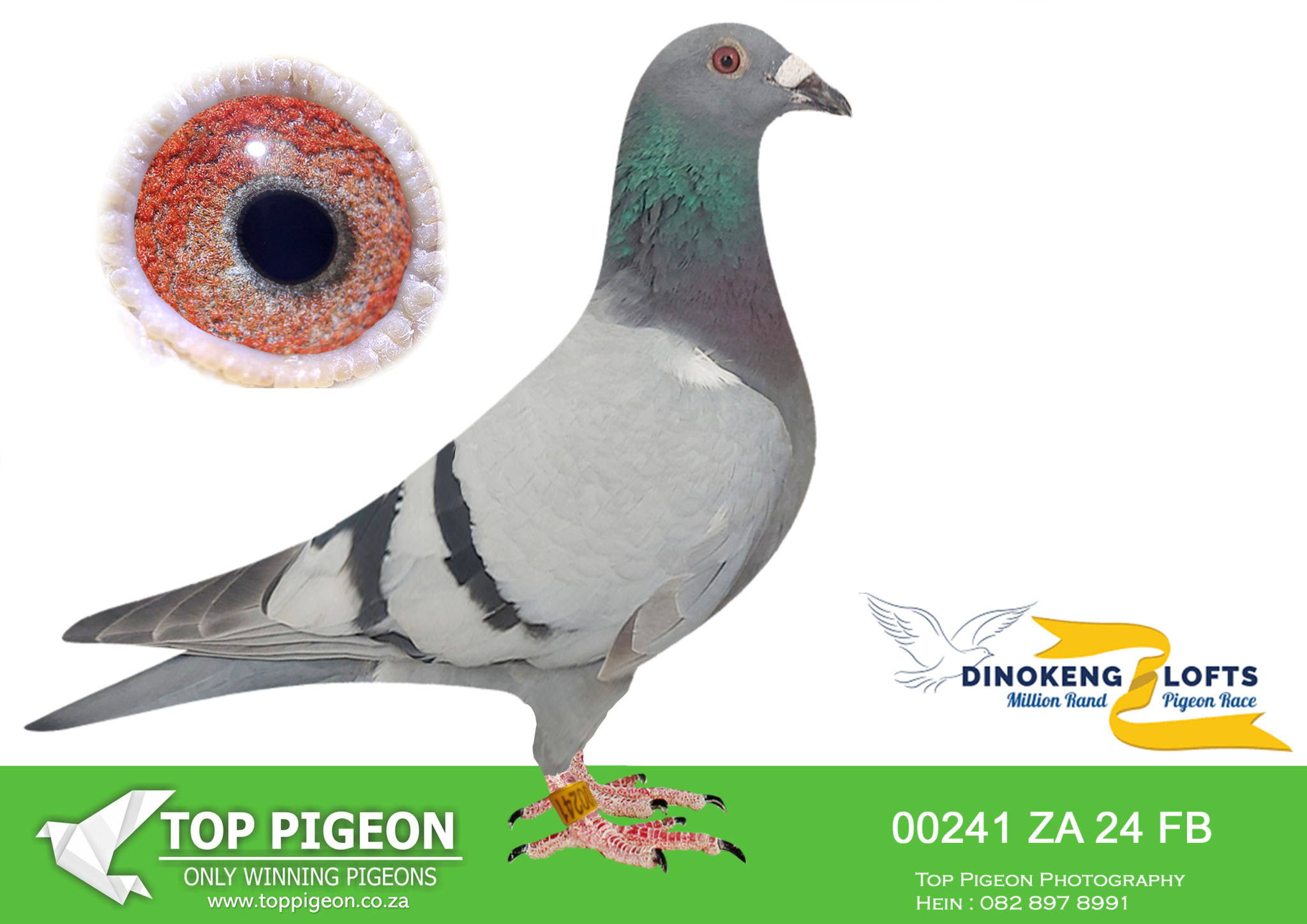 LOT 40 DINOKENG OLR AUCTION 2 – ZAEP-ZA FB 24- 00241 -SIRE:ZA 299999 ...