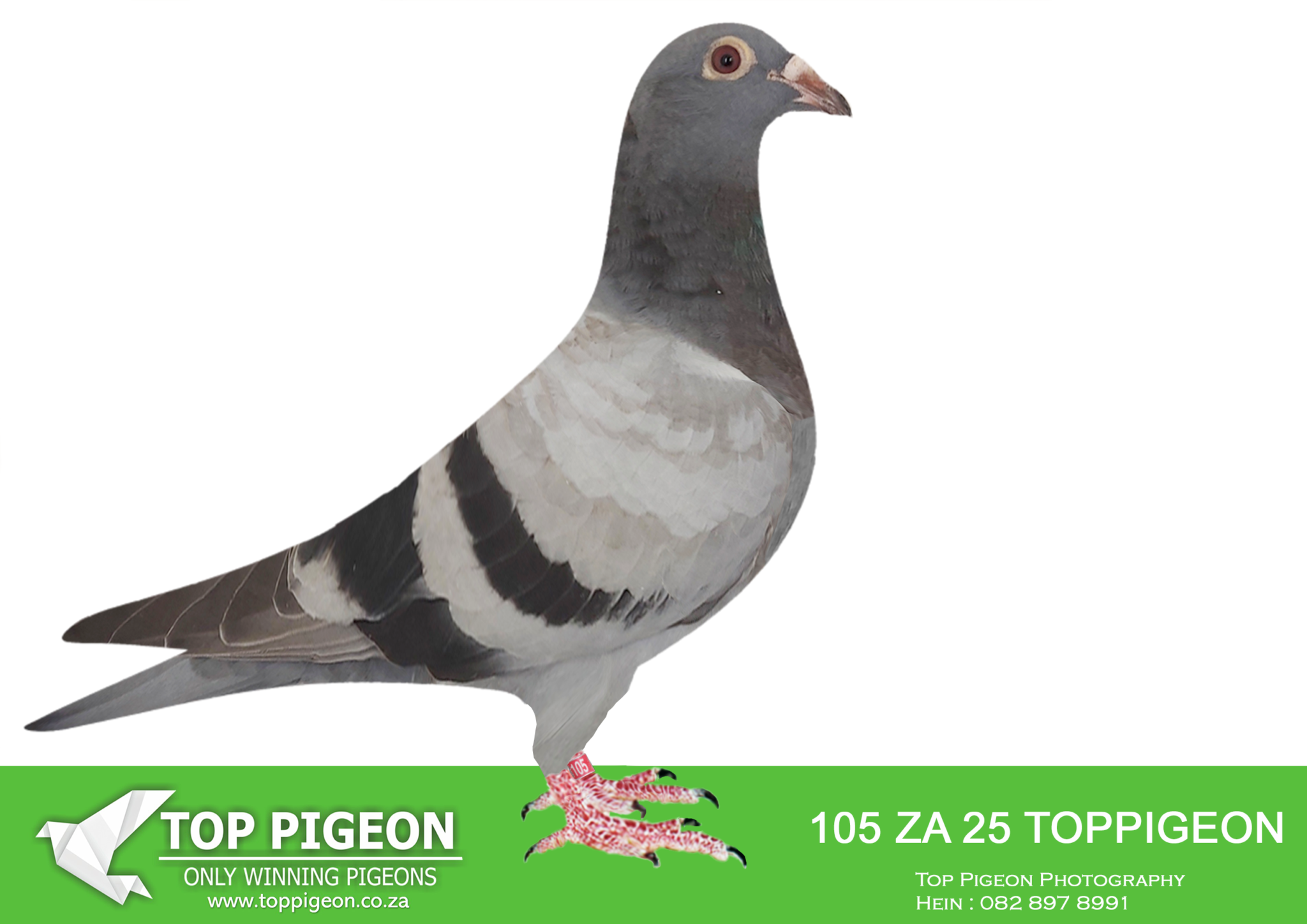 LOT 21 BENEKE LOFTS – ZA 25 TOPPIGEON 105 -SIRE:3795 ZA WPU 23. MARNES ...