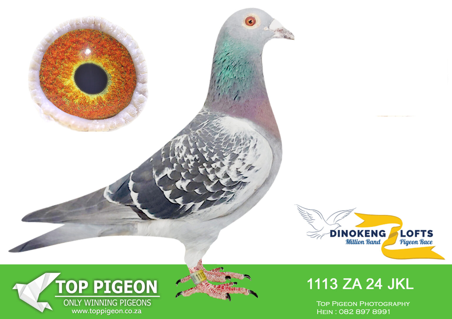 LOT 93 DINOKENG AUCTION 2 – EXCLUSIVE PIGEON PARADISE-ZA JKL 24- 1113 ...