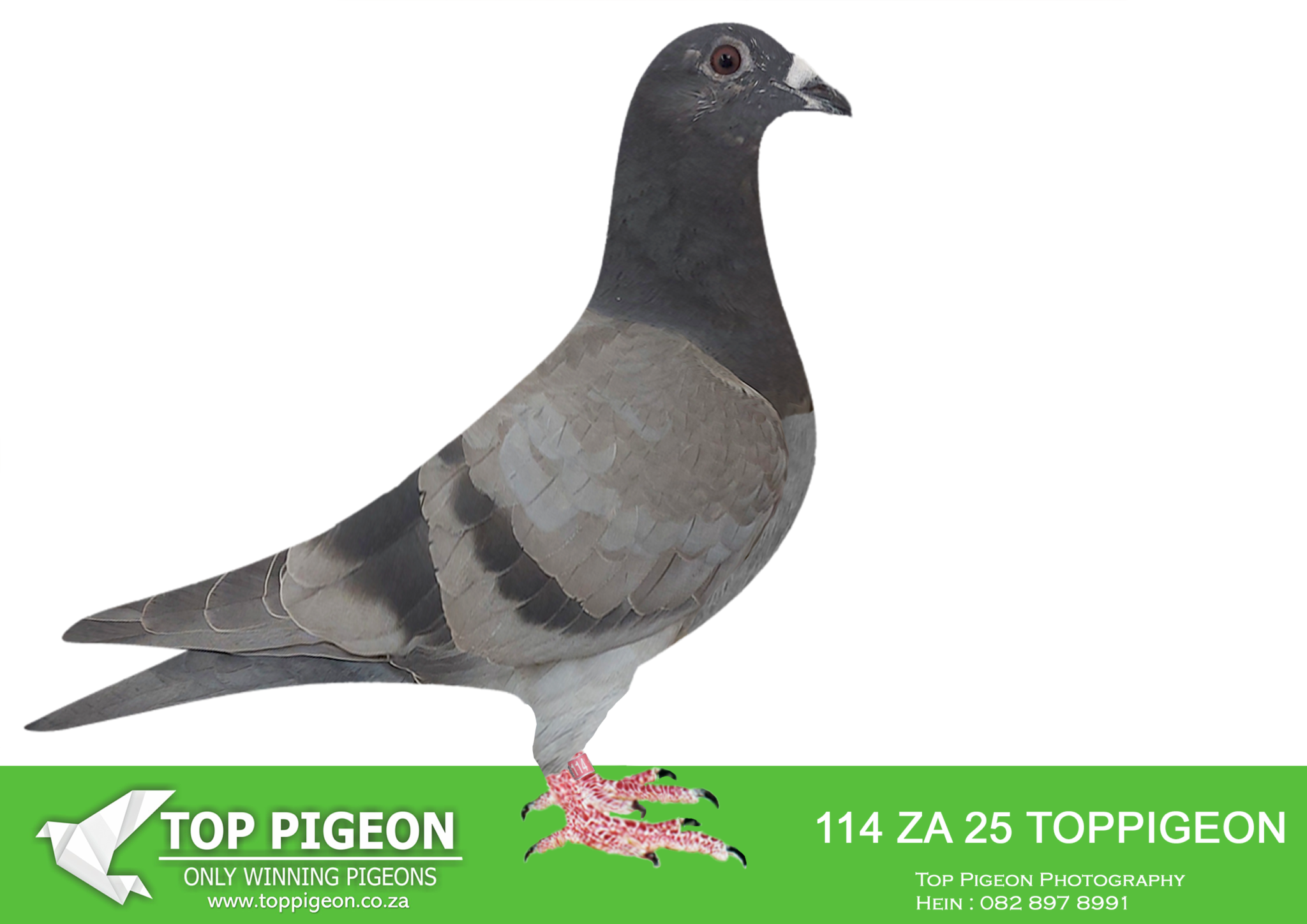 .LOT 7 BENEKE LOFTS – ZA 25 TOPPIGEON 114 -SIRE:16722 ZA TRPF 12 “KILL ...