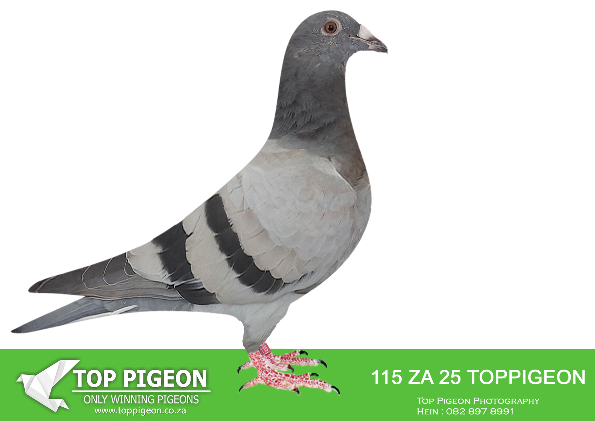 LOT 15 BENEKE LOFTS – ZA 25 TOPPIGEON 115 -SIRE:16722 ZA TRPF 12 “KILL ...