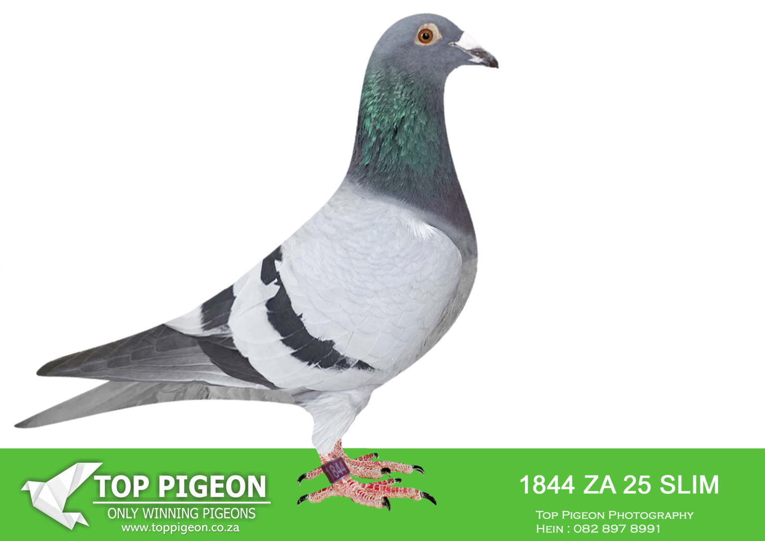 .LOT 4 WACKY WEDNESDAY –1844 ZA 25 SLIM -SIRE:ZA-2023-OERF-6282 “ROCKET ...