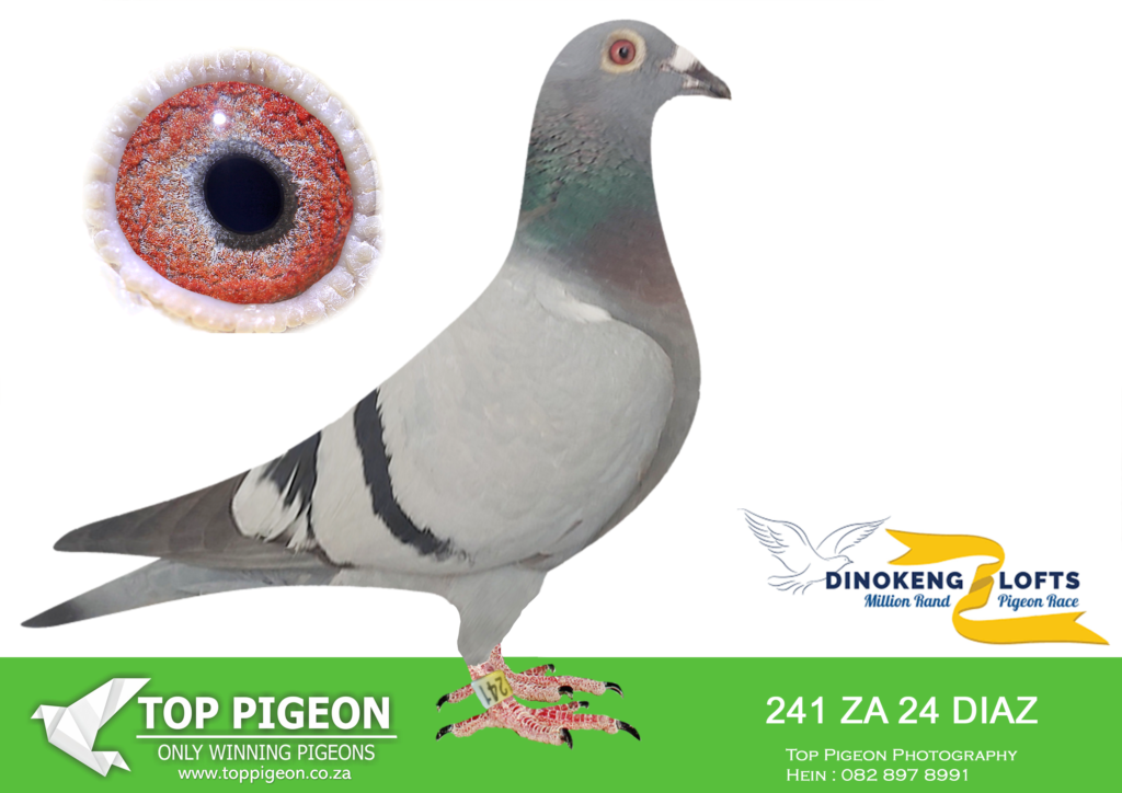 LOT 68 DINOKENG AUCTION 2 – PHILLIPS & ENGELBRECHT-ZA DIAS 24- 241 ...