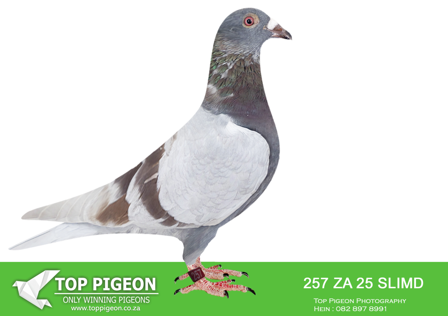 LOT 15 CREAM OF THE CROP AUCTION 2 -257 ZA 25 SLIM -SIRE:ZA-2022-JB-412 ...