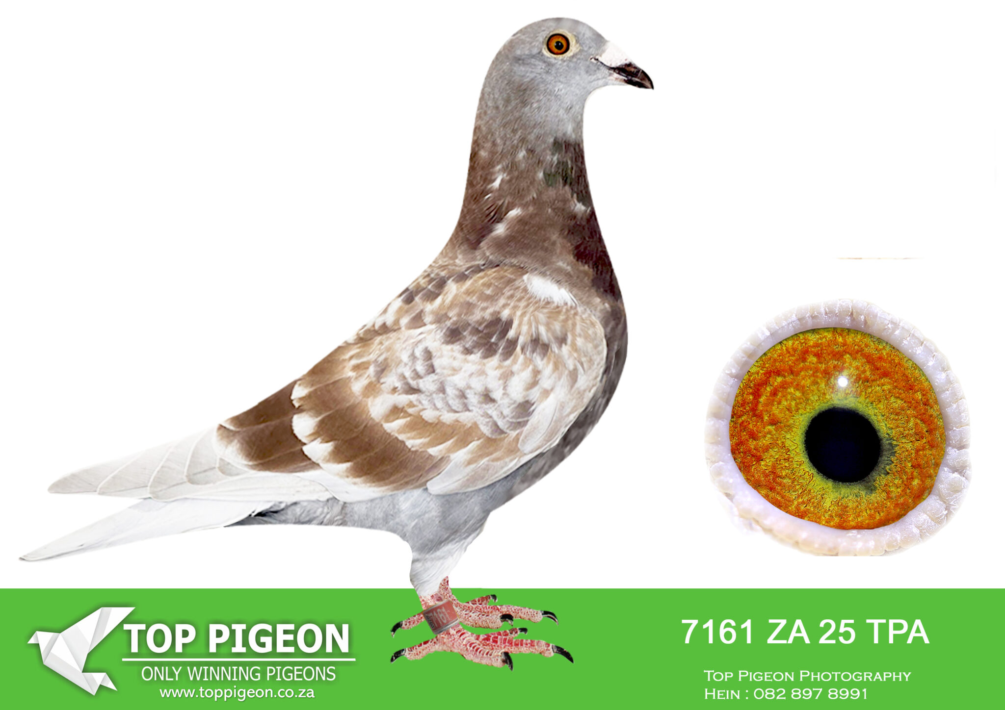 .LOT 1 PIGEON PALACE – ZA 25 TPA 7161 -Red Apollo’ Pigeon Palace RCH ...