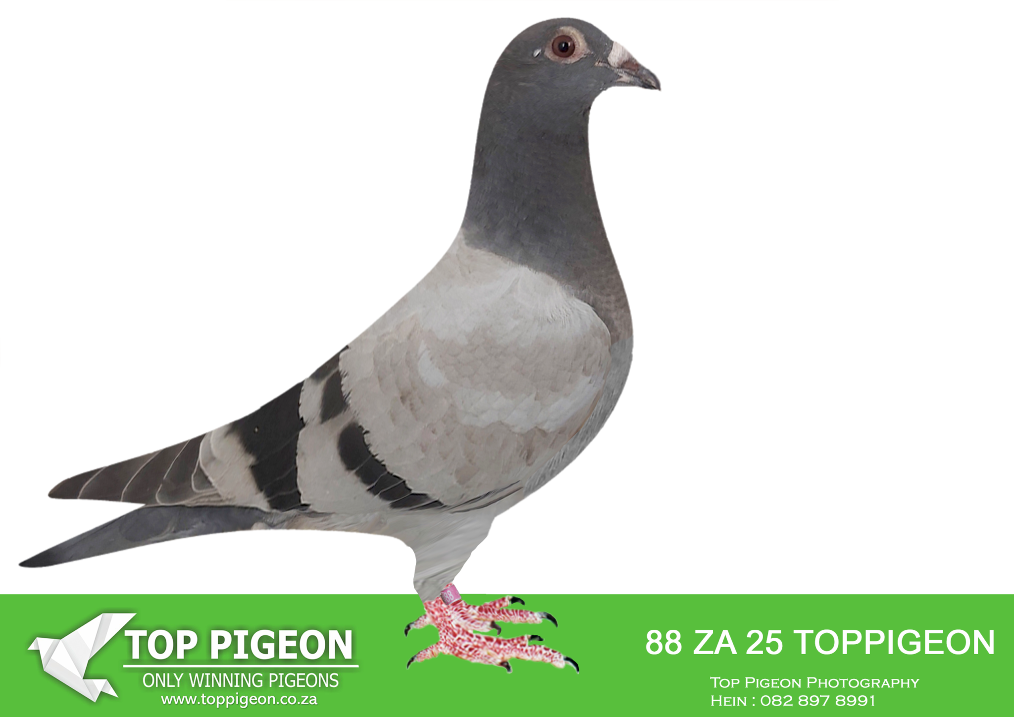 LOT 11 BENEKE LOFTS – ZA 25 TOPPIGEON 88 -SIRE:ZA KPU 24 1644.SAME BRED ...