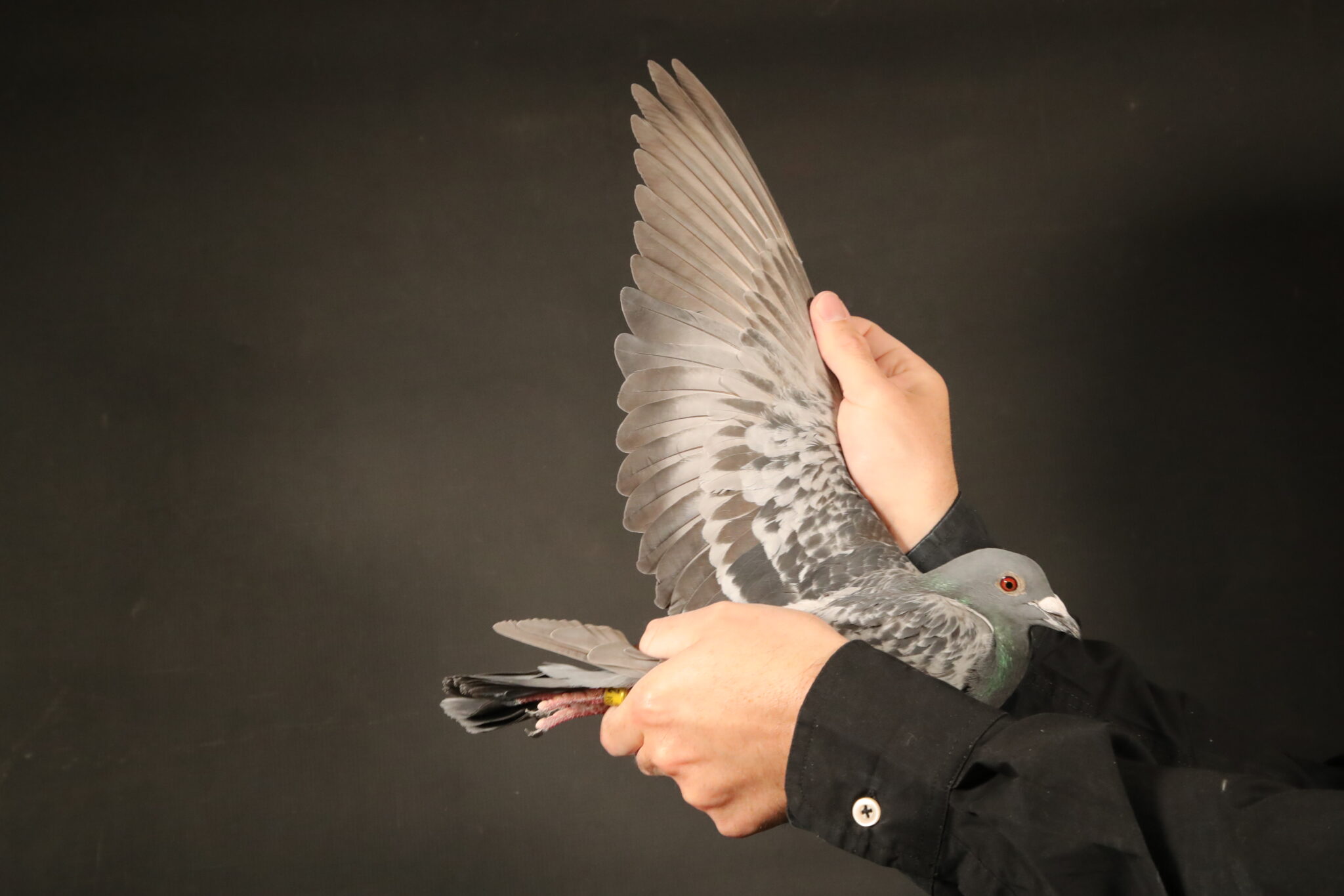 ZZ..LOT 132 AFRIKAPRO AUCTION 5 – KDK Racing / A-Delta Syndicate-AU-24 ...