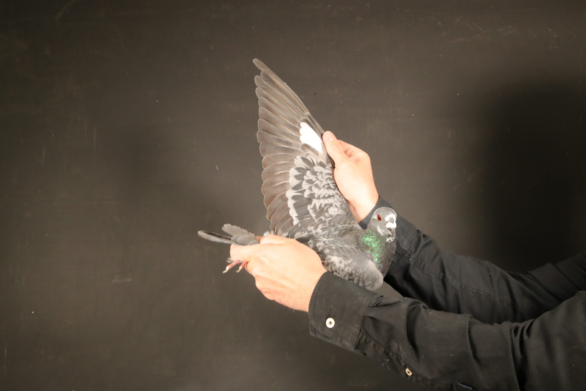 LOT 28 AFRIKAPRO AUCTION 4 – GANUS FAMILY LOFTS 1-AU 24 GFL 1148 -SIRE ...