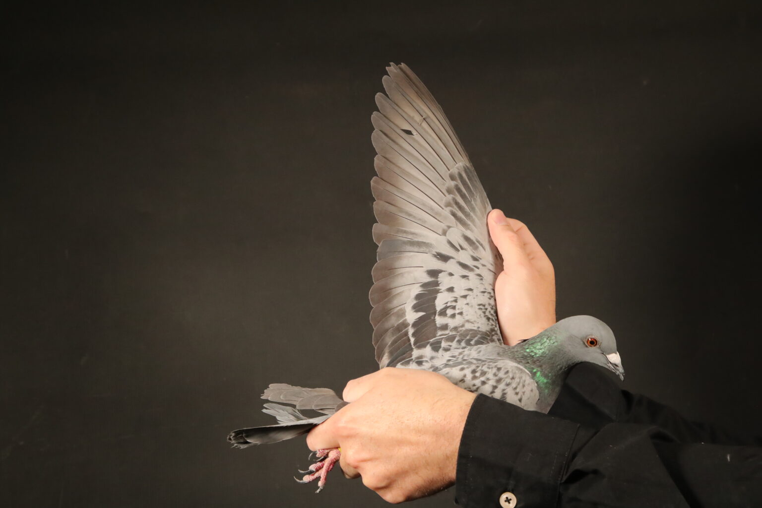 LOT 19 AFRIKAPRO AUCTION 5 – PEC – PIPA Breeding 2-BE-24-4174804 -SIRE ...