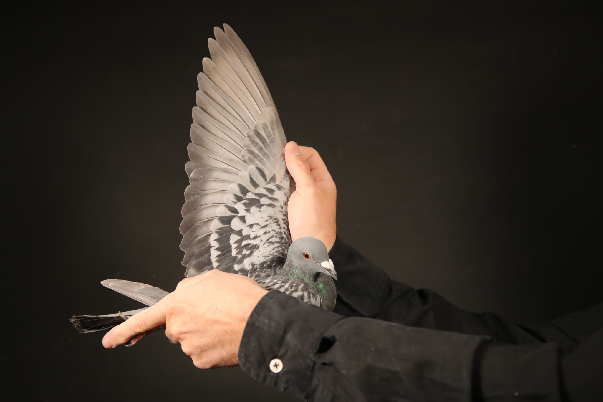 LOT 31 AFRIKAPRO AUCTION 4 – Tom van Gaver – Alberto Abajo ES-BE-25 ...