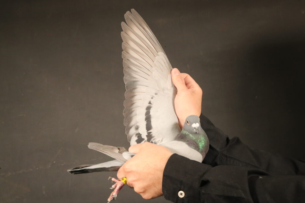 LOT 41 AFRIKAPRO AUCTION 4 – Altmiks Racing Pigeons-DV-24-05536-308 ...