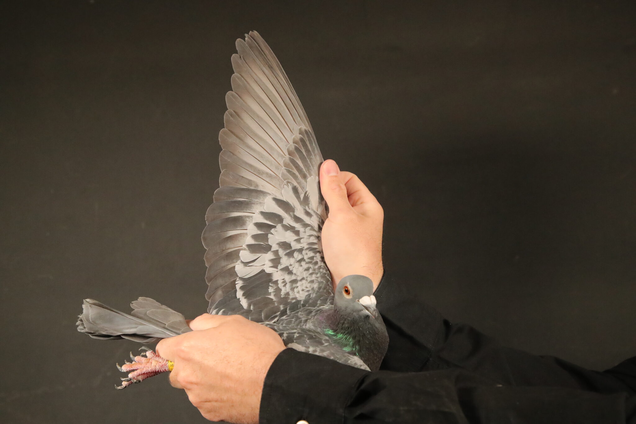 LOT 81 AFRIKAPRO AUCTION 4 – Kaidi Family Loft-MAROC-24-137997 -SIRE:19 ...