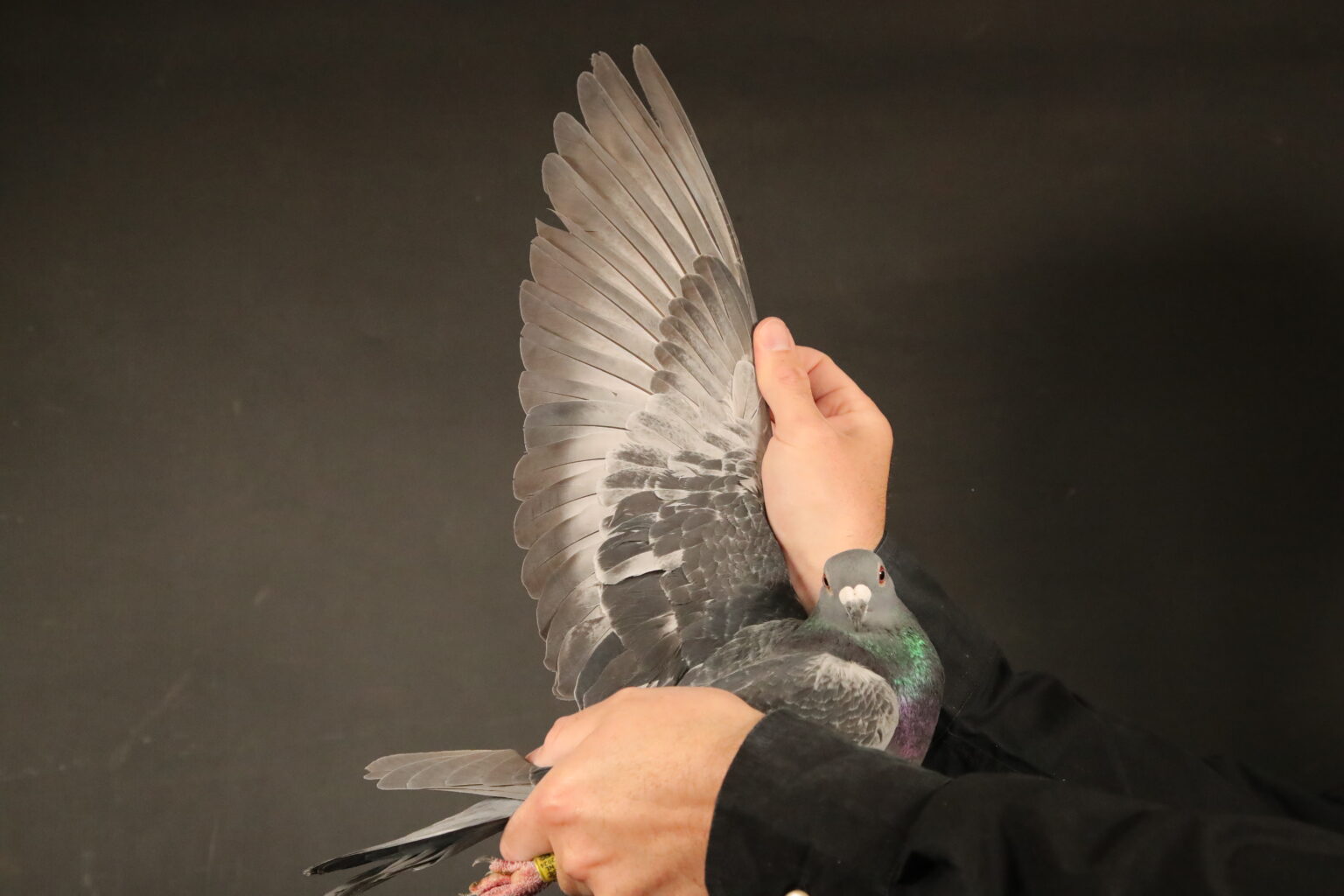 .LOT 5 AFRIKAPRO AUCTION 4 – Jan Hooymans II-NL-24-8507400