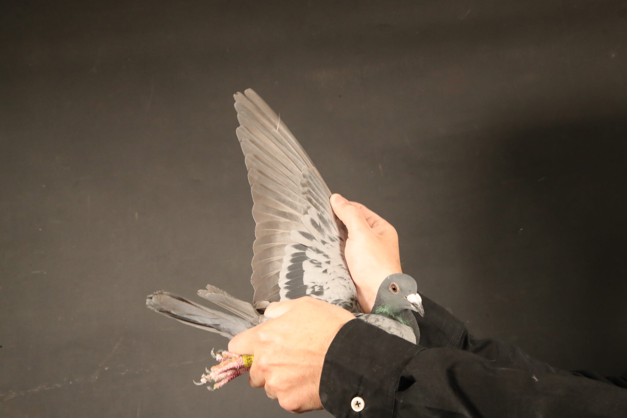 ZZ..LOT 150 AFRIKAPRO AUCTION 4-Jan Hooymans II-NL-24-8507587 -SIRE:NL. 23-9407225 M “225” J ...