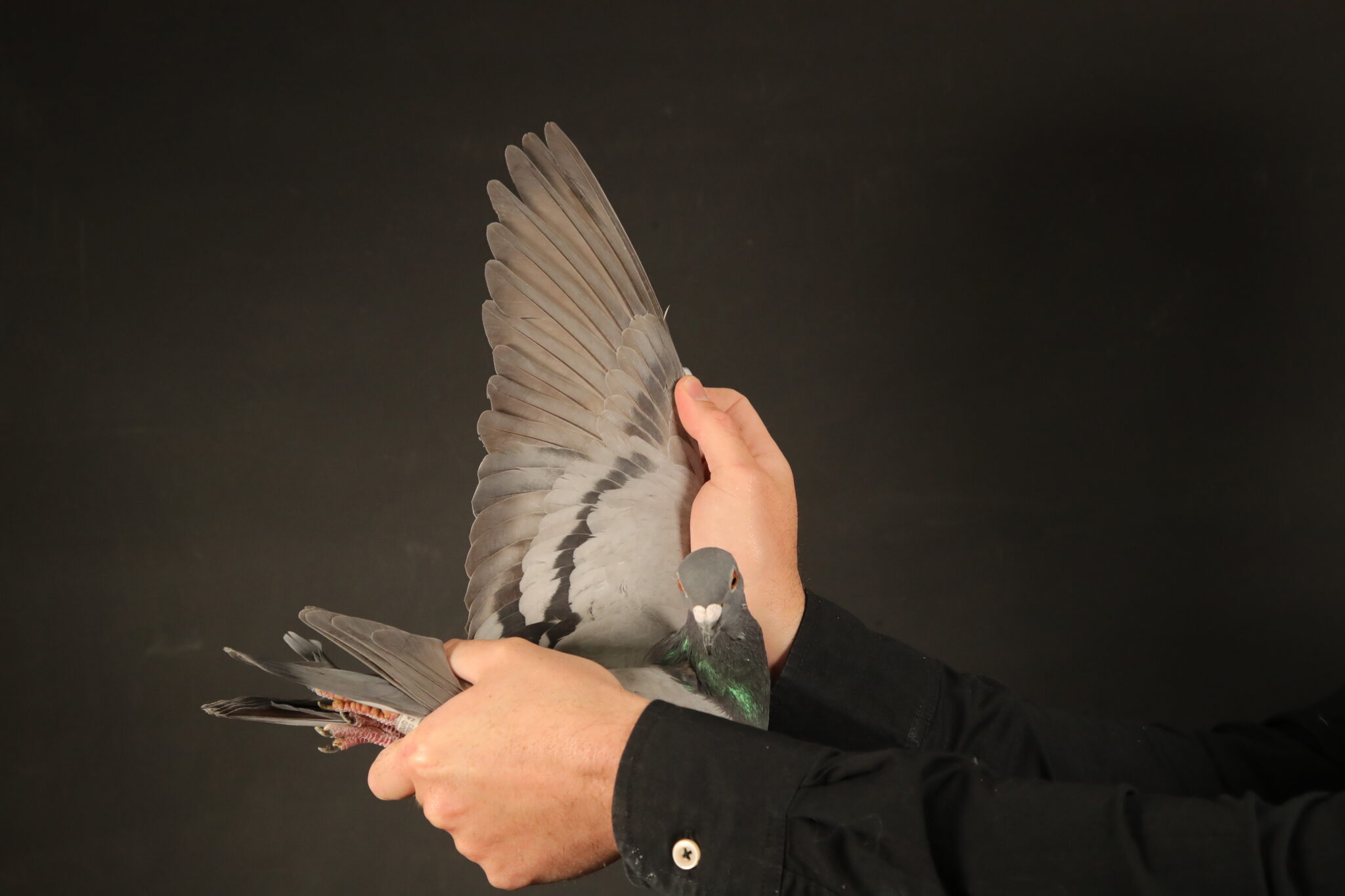 LOT 33 AFRIKAPRO AUCTION 5 – Team Olive Lofts & LubomÃ­r KubÃ¡Ä ek-ZA ...