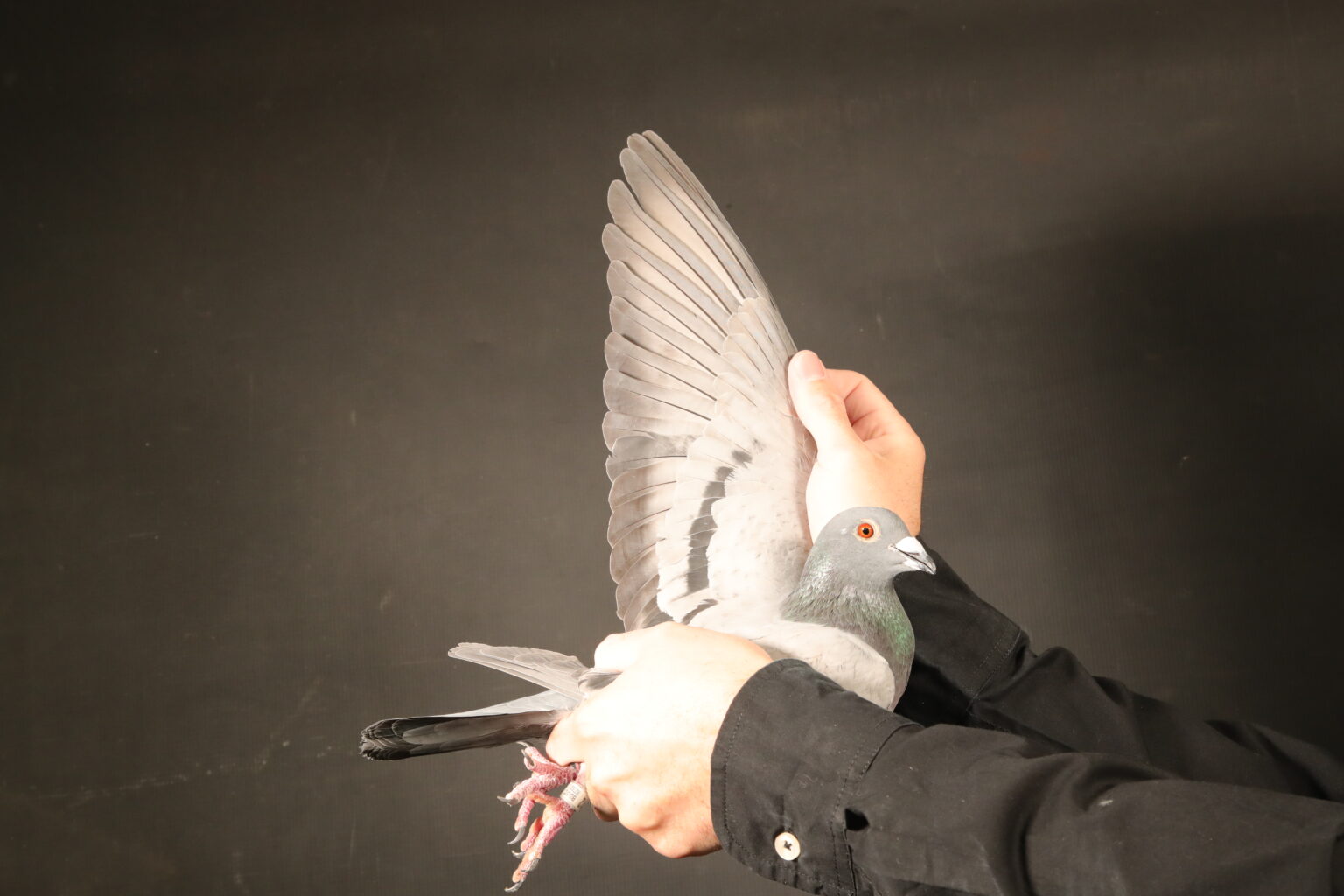 LOT 63 AFRIKAPRO AUCTION 4 – Team Olive Lofts & LubomÃ­r KubÃ¡Ä ek-ZA-24-BDUD-1412