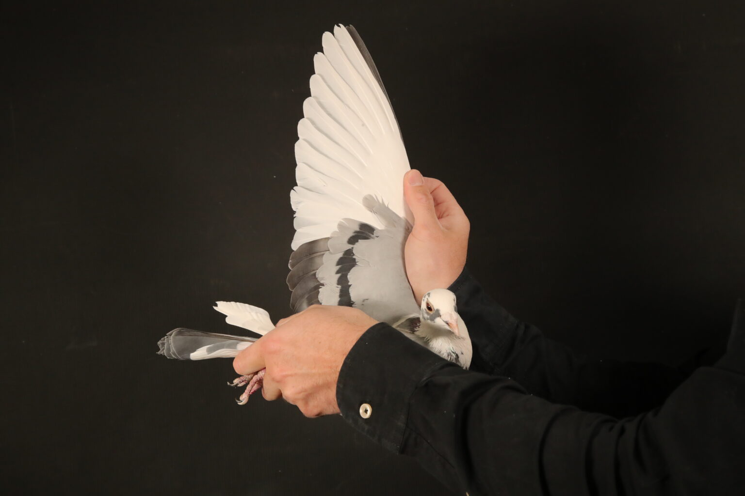 LOT 71 AFRIKAPRO AUCTION 5 -Team Olive Lofts & LubomÃ­r KubÃ¡Ä ek-ZA-24-BDUD-1492