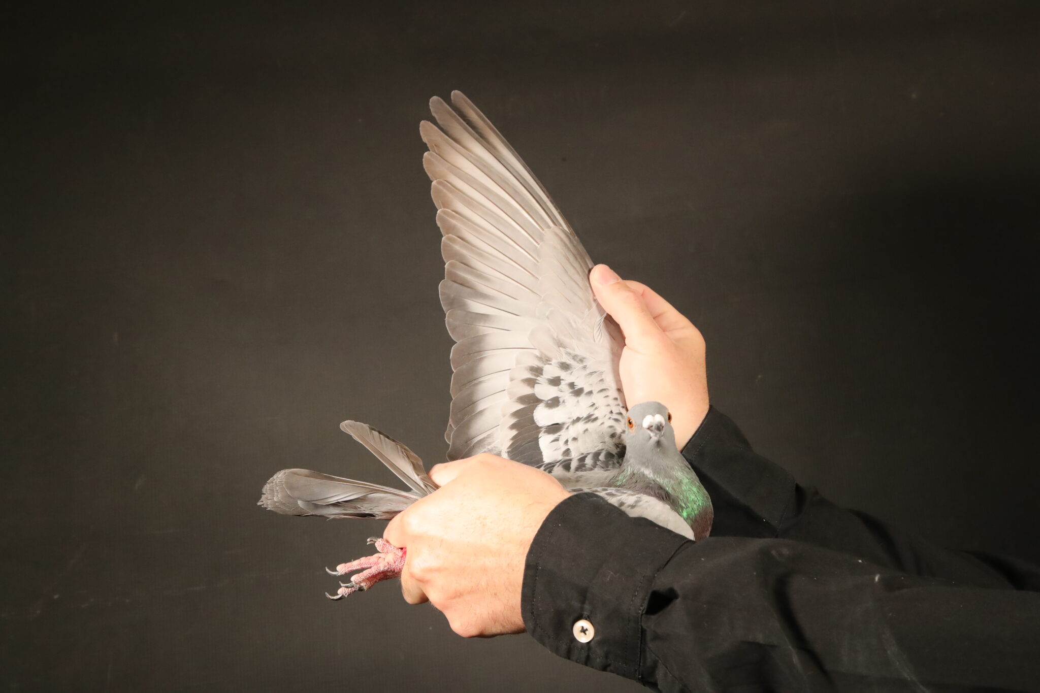 ZZ..LOT 137 AFRIKAPRO AUCTION 5 – Team Olive Lofts & LubomÃ­r KubÃ¡Ä ek ...