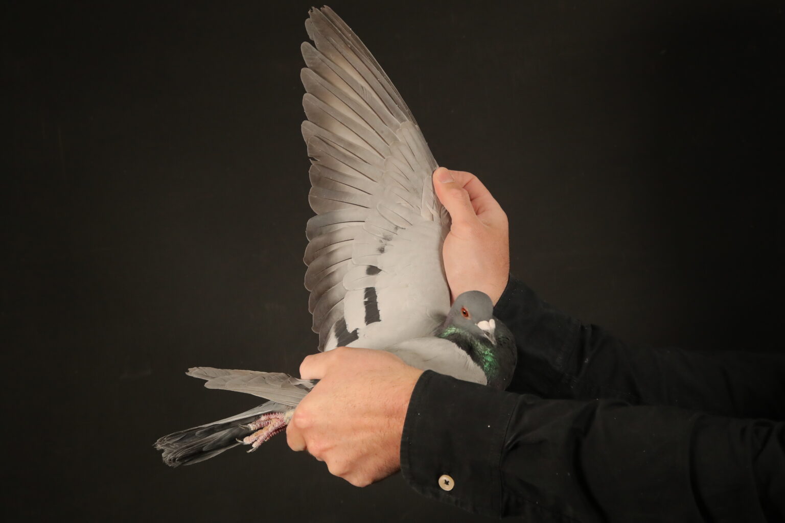 ZZ..LOT 156 AFRIKAPRO AUCTION 5 – Coenie Hattingh – ZA-24-BPF-301