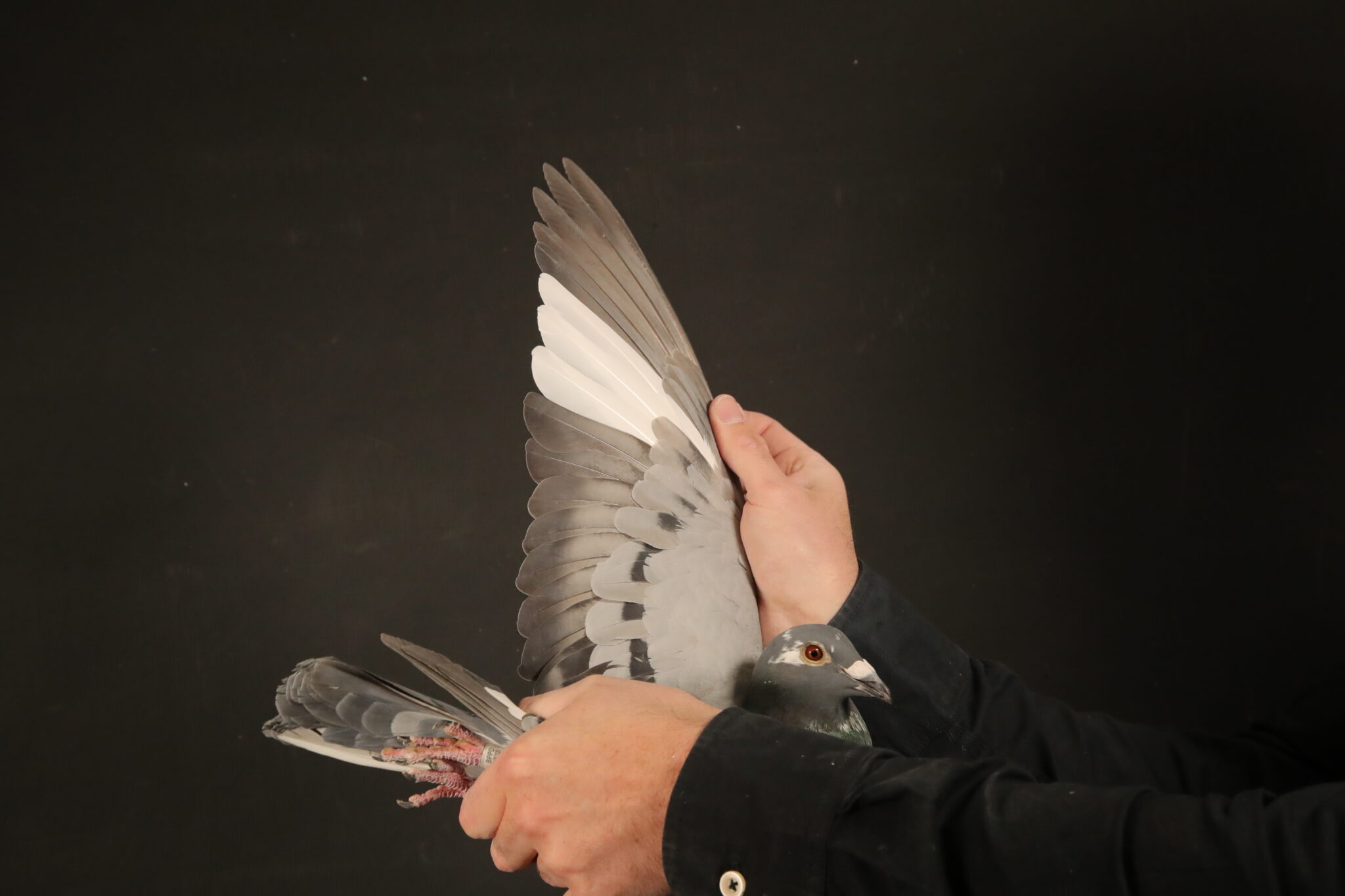 ZZ..LOT 106 AFRIKAPRO AUCTION 6-Michel Wouters – Michel Debecker – Team ...