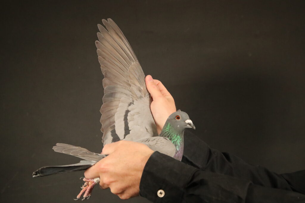 LOT 38 AFRIKAPRO AUCTION 6- Paul Verhoeven-ZA-24-GRPF-824