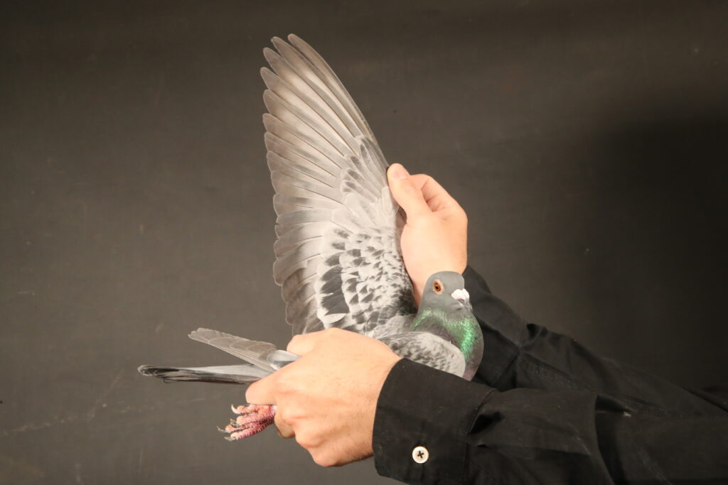 LOT 27 AFRIKAPRO AUCTION 5 – RMG-ZA-24-RMG-24 -SIRE:SIRE:KUR 23 5467 M ...