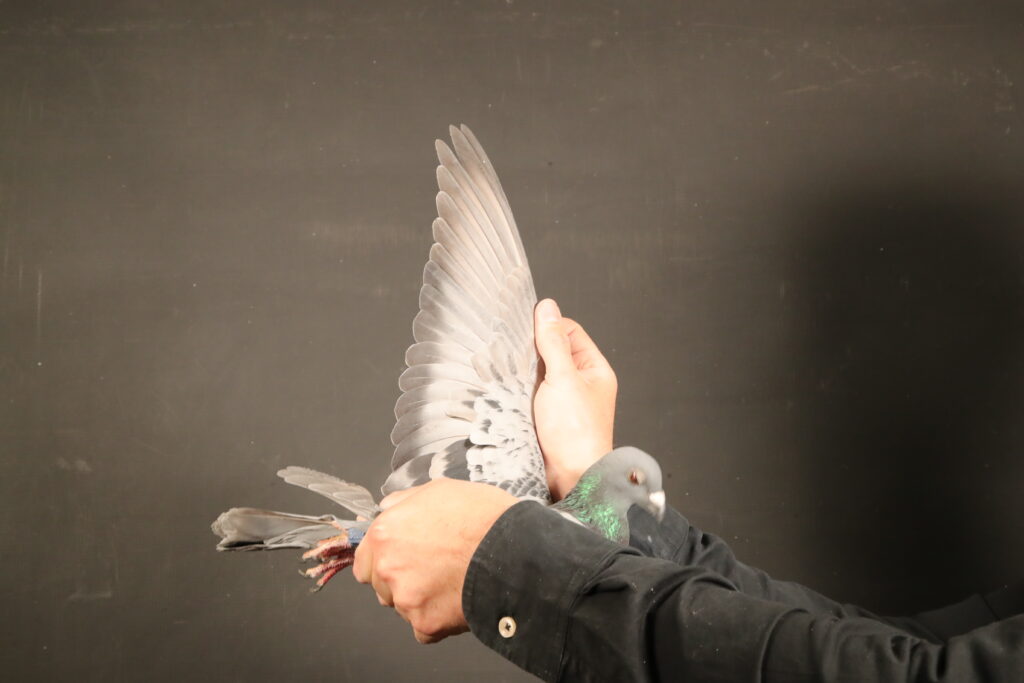 ZZ..LOT 113 AFRIKAPRO AUCTION 5 – BENEKE LOFTS/TOPPIGEON-ZA-24-SANPO ...