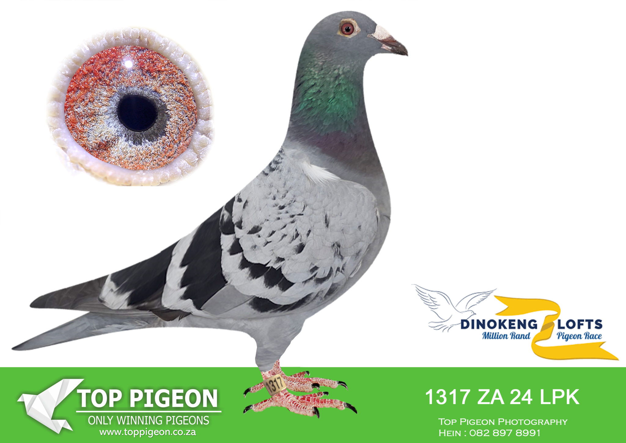 LOT 10 DINOKENG OLR UNPAID / LATE PEDIGREES – OUHOUT – ZA LPK 24- 1317 ...