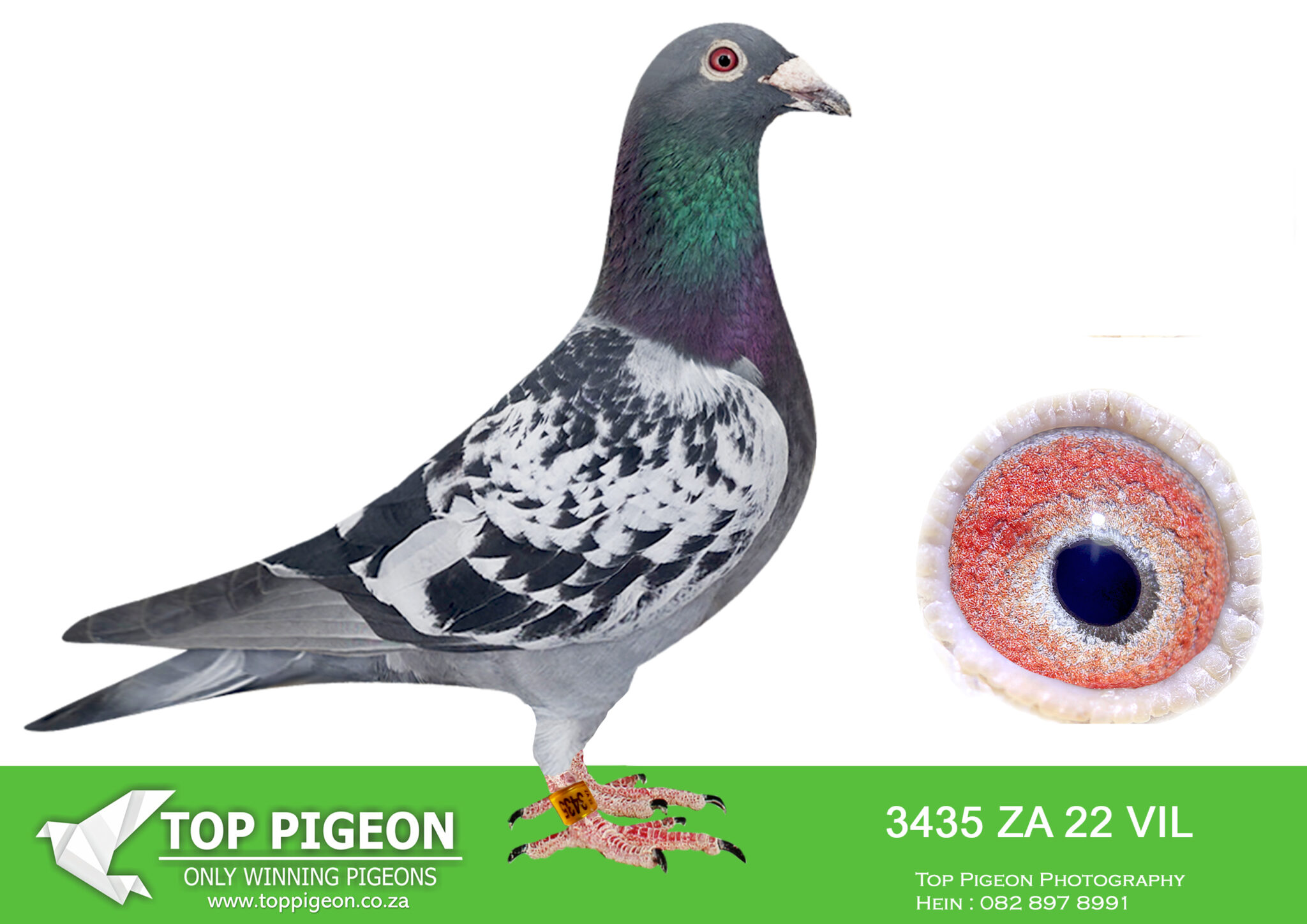 .LOT 2 ALWYN BESTER – ZA 22 VIL 3435 -Nestmate brother to 3434, the 4th ...