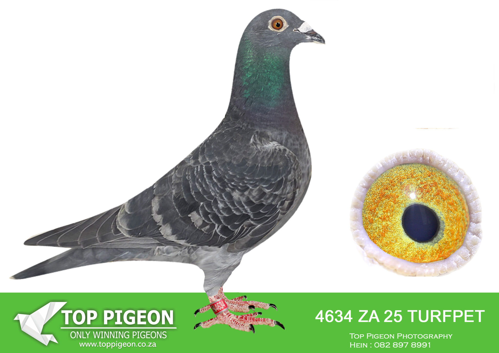 .LOT 4 DANIE SCHOLTZ / JACO FAUL – ZA 25 TURFPET 4634