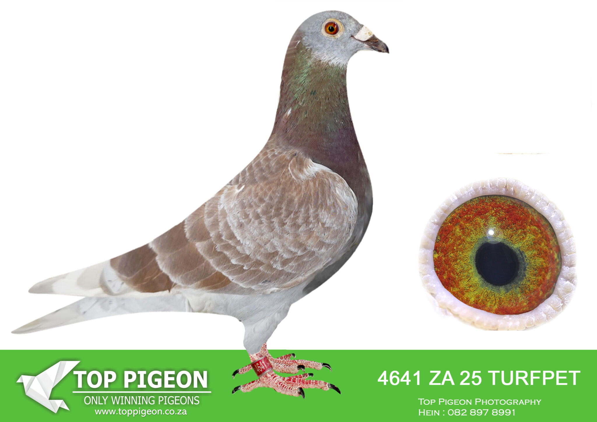 .LOT 1 DANIE SCHOLTZ / JACO FAUL – ZA 25 TURFPET 4641