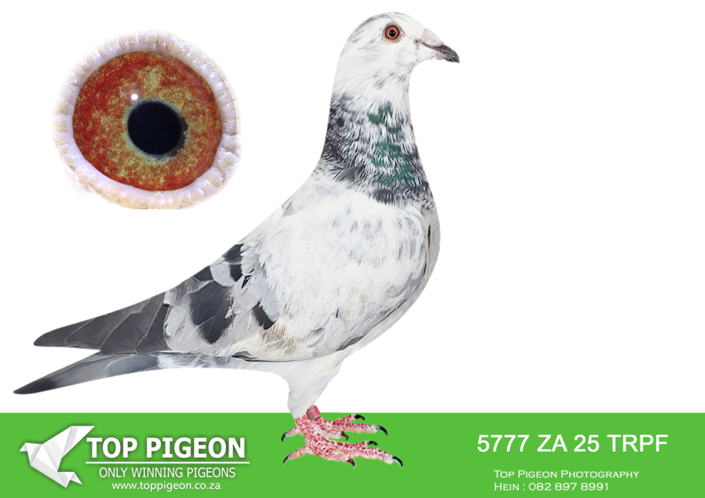 .LOT 9 WACKY WEDNESDAY – ZA 25 TRPF 5777 -SIRE:ZA-2023-GPU-4746 TNT ...