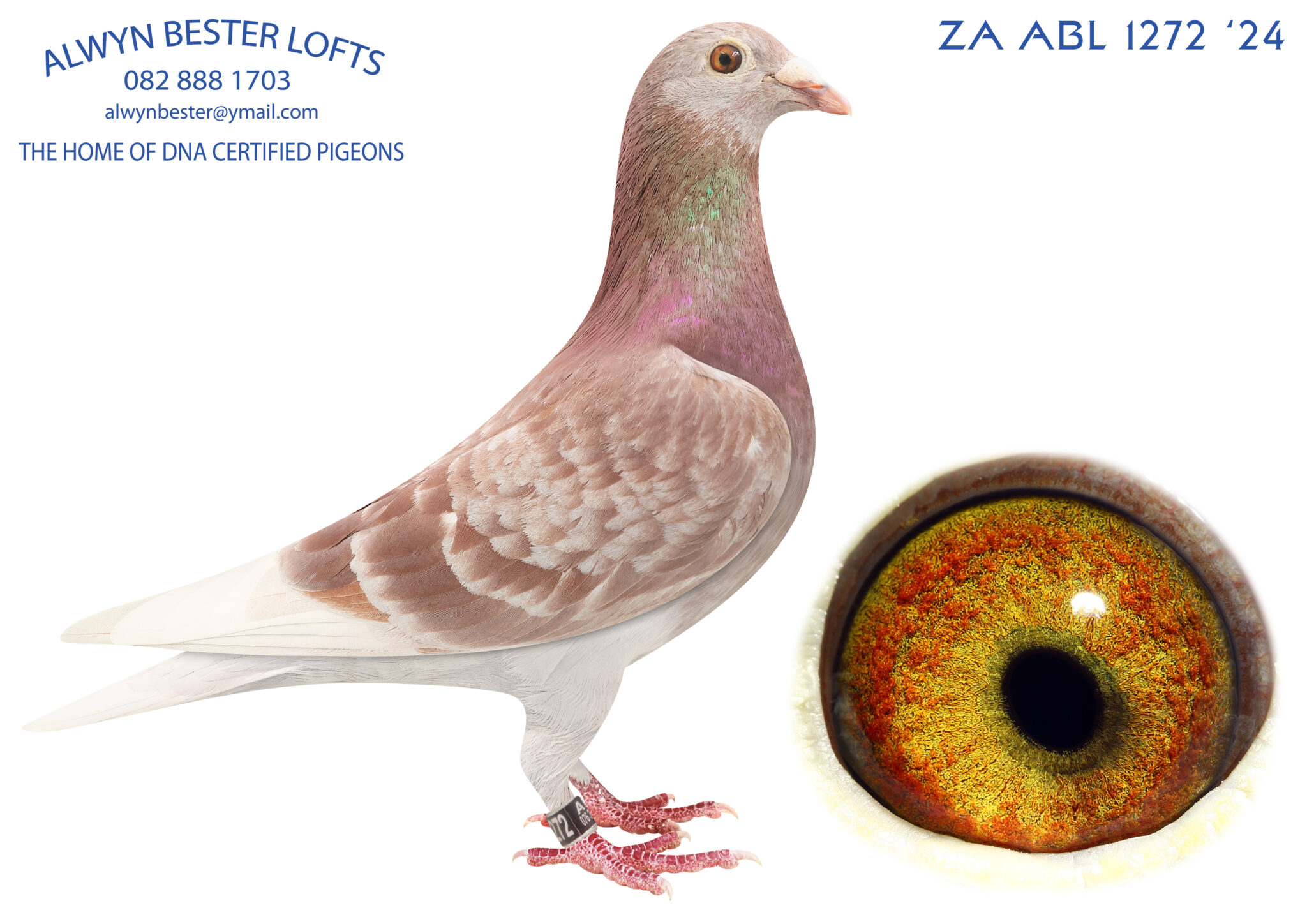 .LOT 1 ALWYN BESTER – ZA 24 ABL 1272 -Full sister to FIVE STAR (GREEN ...