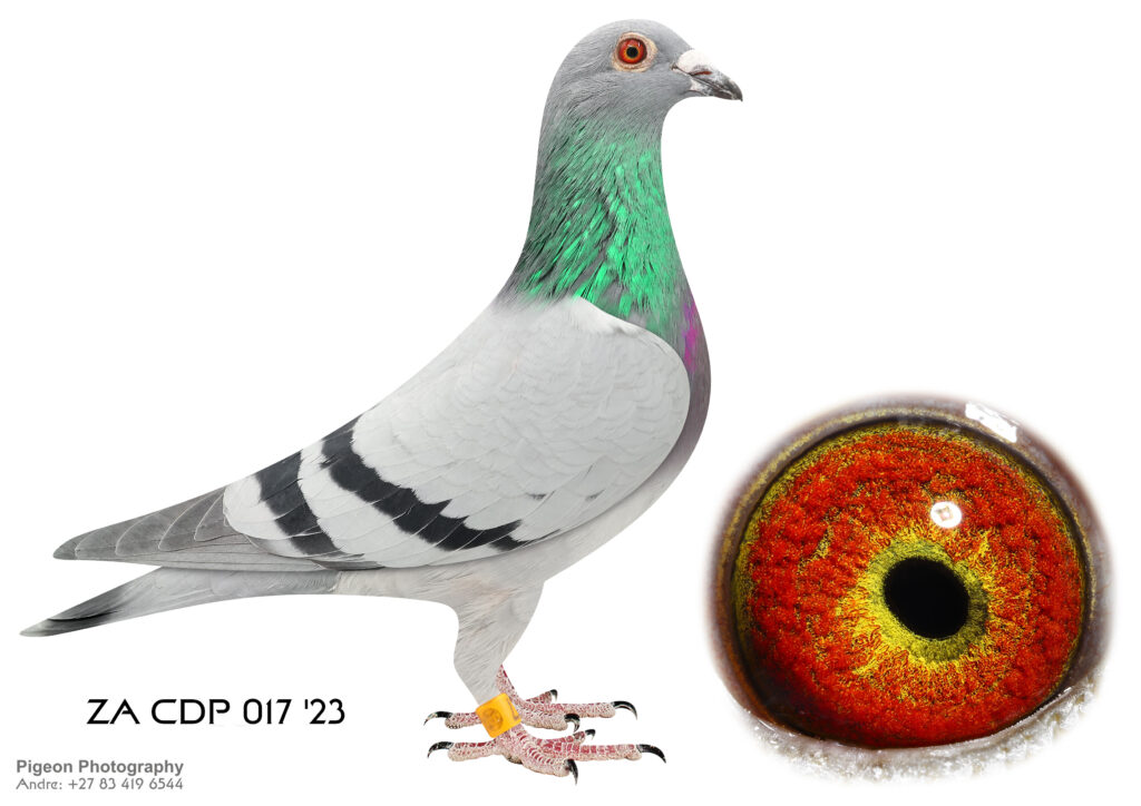 LOT 20 DU PLOOY FAMILY LOFTS- ZA 23 CDP 017 BB H -SIRE:ZA 20 CDP 207 ...