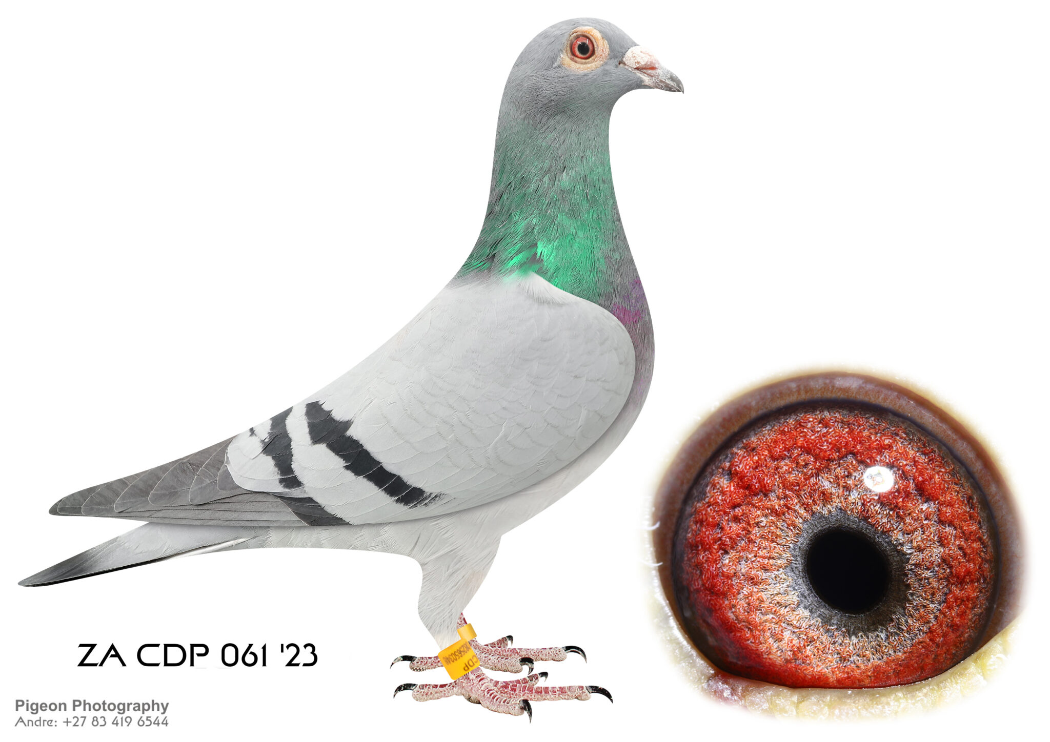 LOT 22 DU PLOOY FAMILY LOFTS- ZA 23 CDP 061 BBP H -Inbred hen, Father x ...
