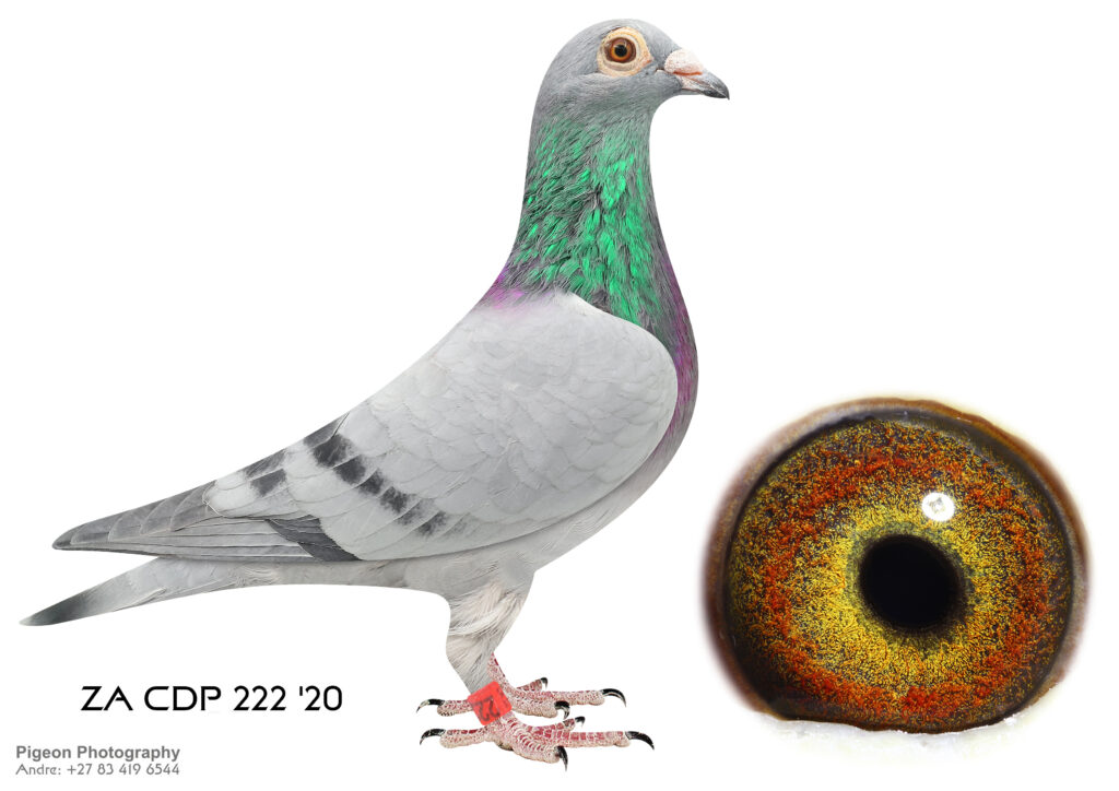 LOT 54 DU PLOOY FAMILY LOFTS- ZA 20 CDP 222 SKALIE H -Bred for stock ...