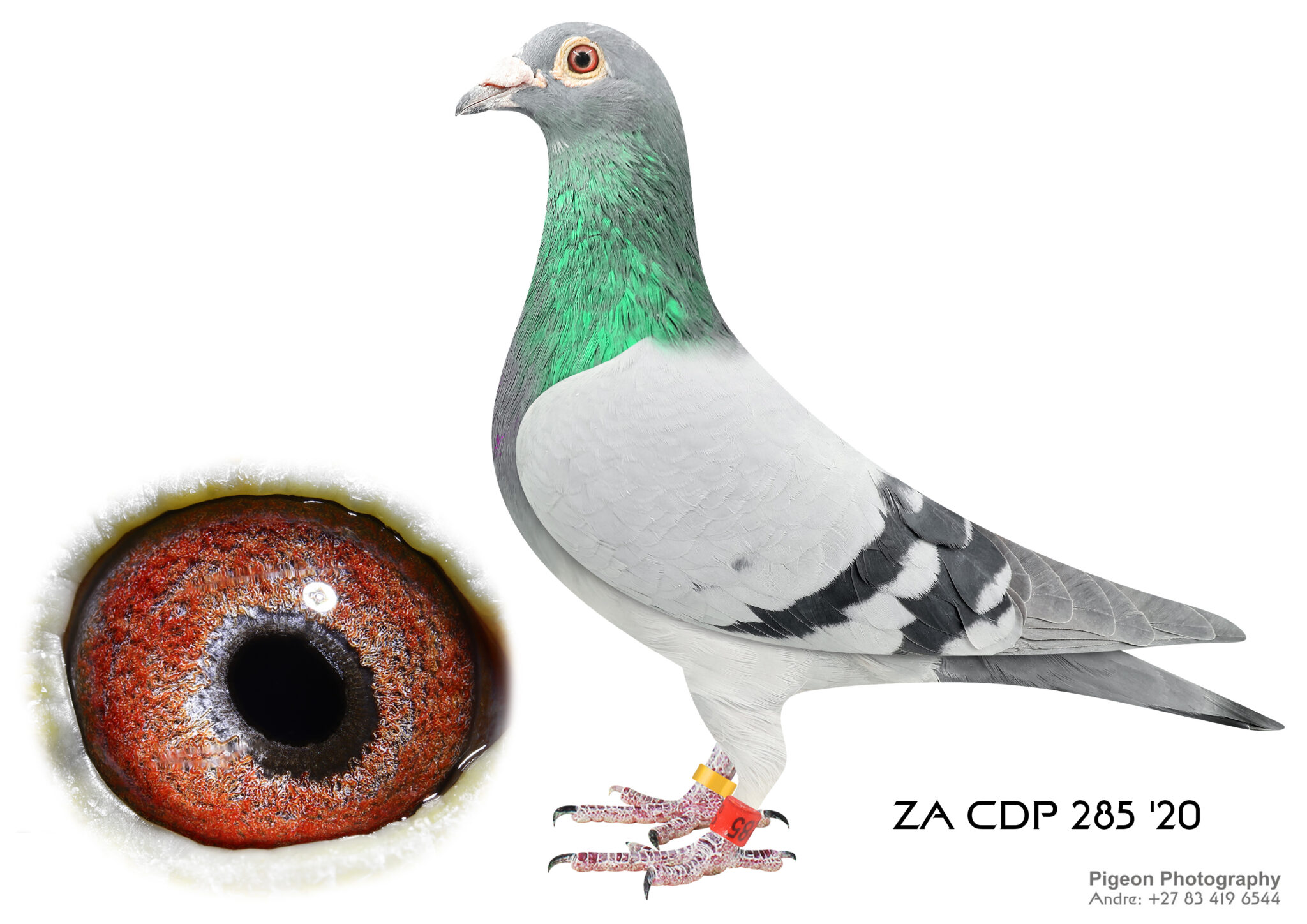 LOT 13 DU PLOOY FAMILY LOFTS- ZA 20 CDP 285 BBP C -SIRE: ZA 15 OP 00212 ...