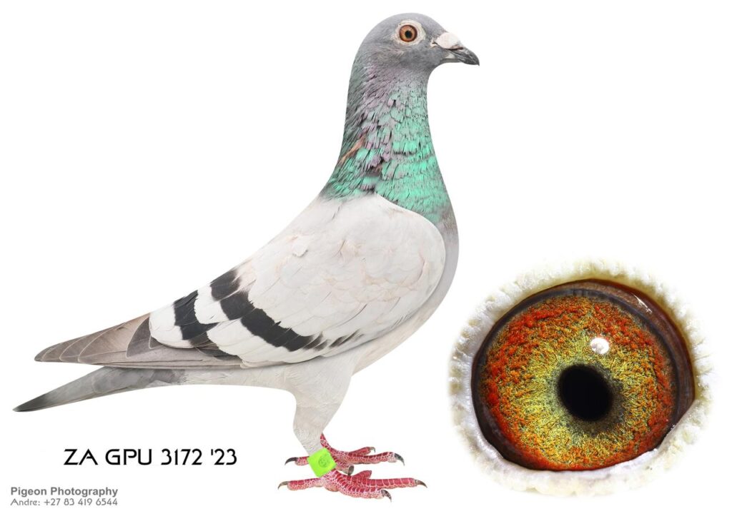 LOT 20 DANIE SCHOLTZ / JACO FAUL – ZA 23 GPU 3172