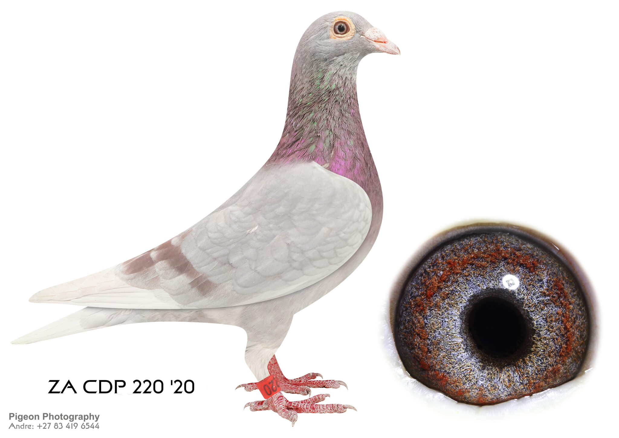 LOT 51 DU PLOOY FAMILY LOFTS- ZA 20 CDP 220 M H -Inbred full brother x ...