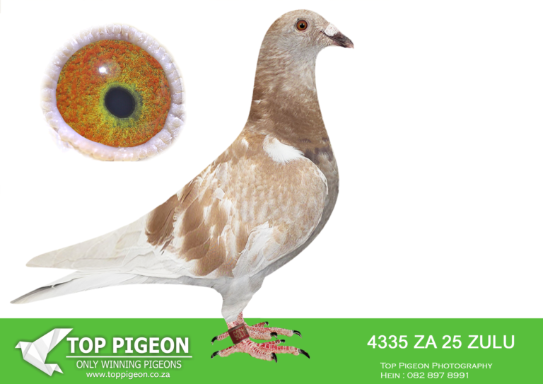 LOT 11 BADENHORST HOKKE – ZA 25 ZULU 4335 -SIRE: 2172896 13 BELG.Strain ...