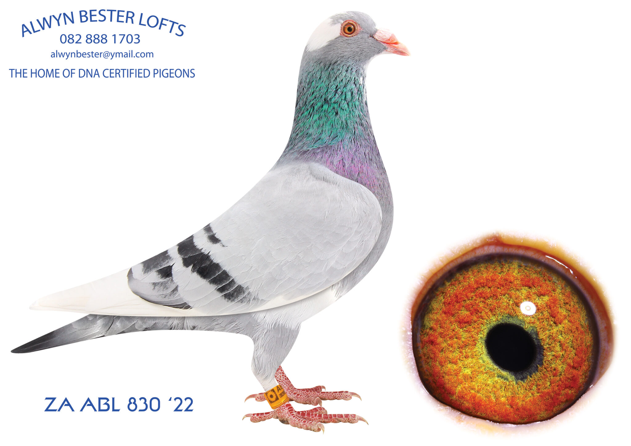 .LOT 2 GLOBAL AUCTION 2 – ZA 22 ABL 830 -BRED BY ALWYN BESTER – Bred ...