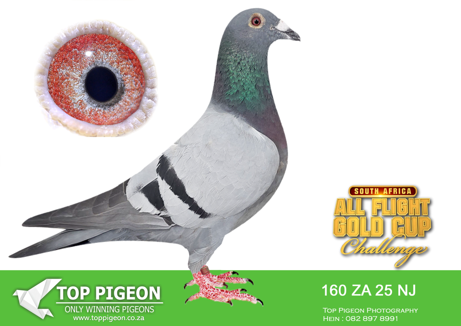 LOT 16 CARNIVAL ALL FLIGHT GOLD CUP AUCTION 2 –Angus Abrahams-NJ 25 160 ...