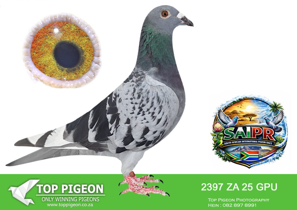 LOT 27 SAIPR SUMMER AUCTION 1 – Windle/Umberti/Gomes- GPU 2397 2025 ...