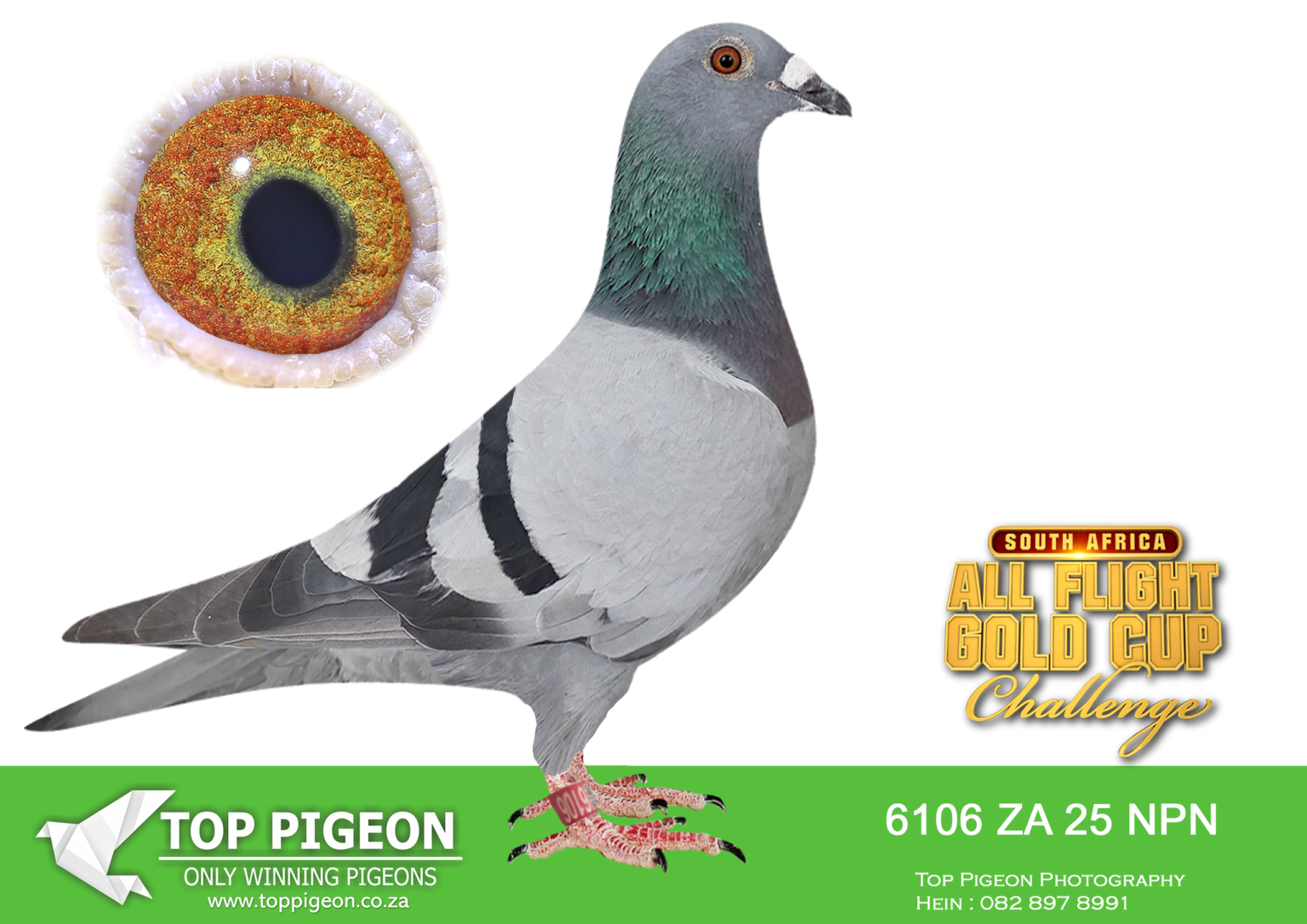 LOT 19 CARNIVAL ALL FLIGHT GOLD CUP -Pennington Lofts-NPN 25 6106 -SIRE ...