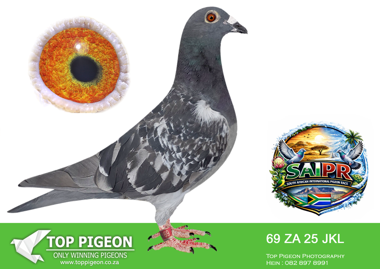 LOT 33 SAIPR SUMMER AUCTION 1 – Exclusive Pigeon Paradise 1- JKL 69 ...